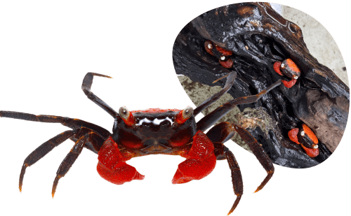 Cua Vampire - Cua Ma Cà Rồng