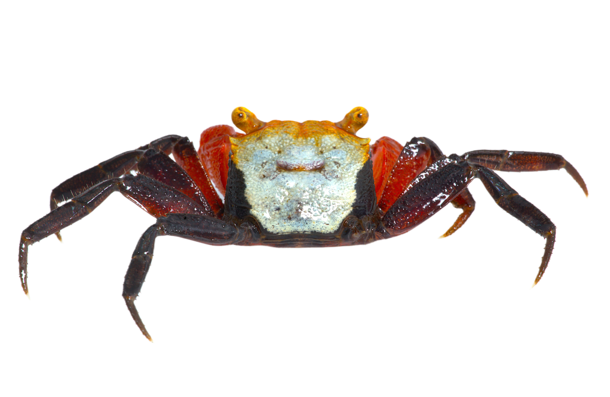 Cua Vampire Golden - Cua Ma Cà Rồng - Cua Vampire - Cua Ma Cà Rồng